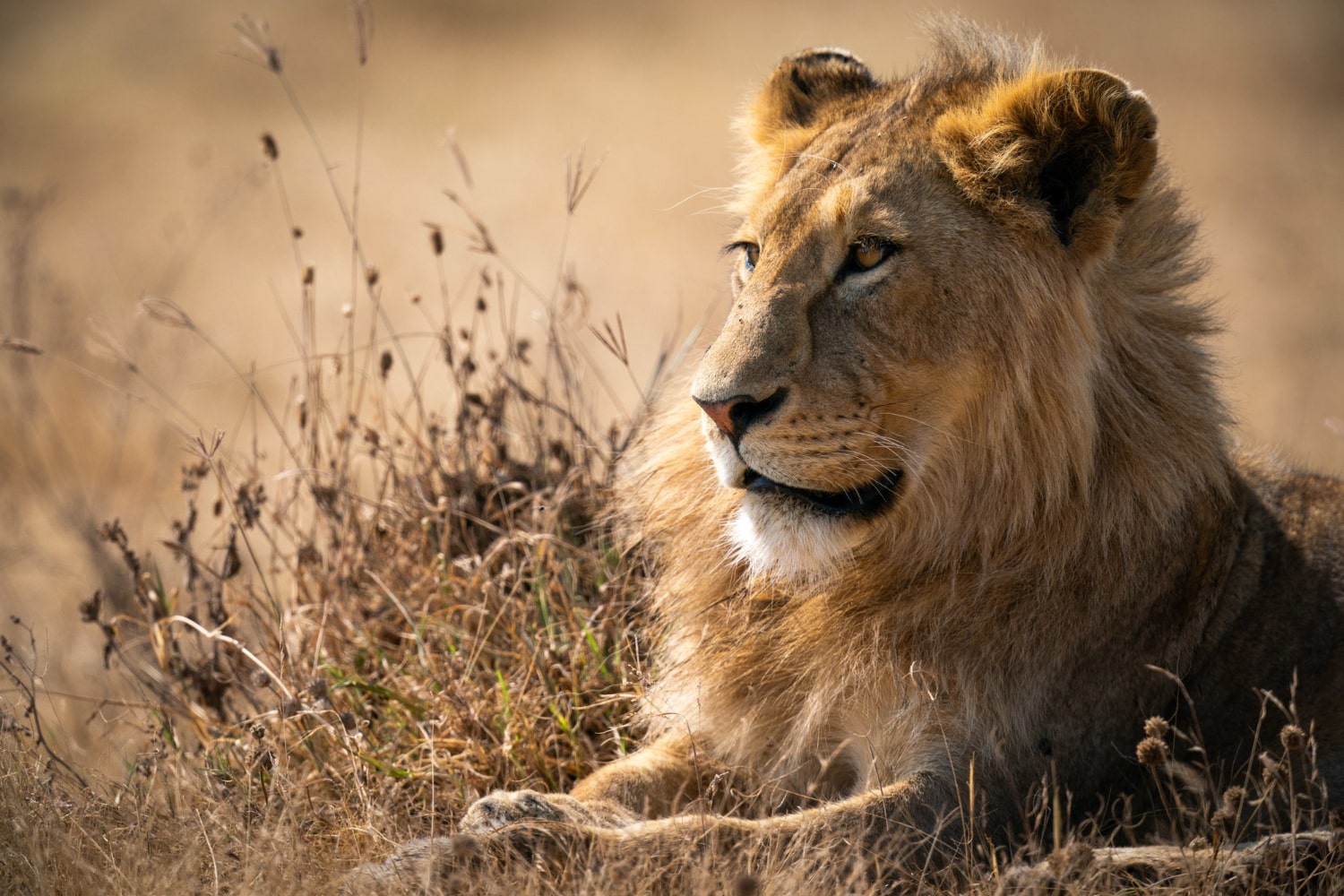 Facts about lions that you might not know ᐈ MillionFacts